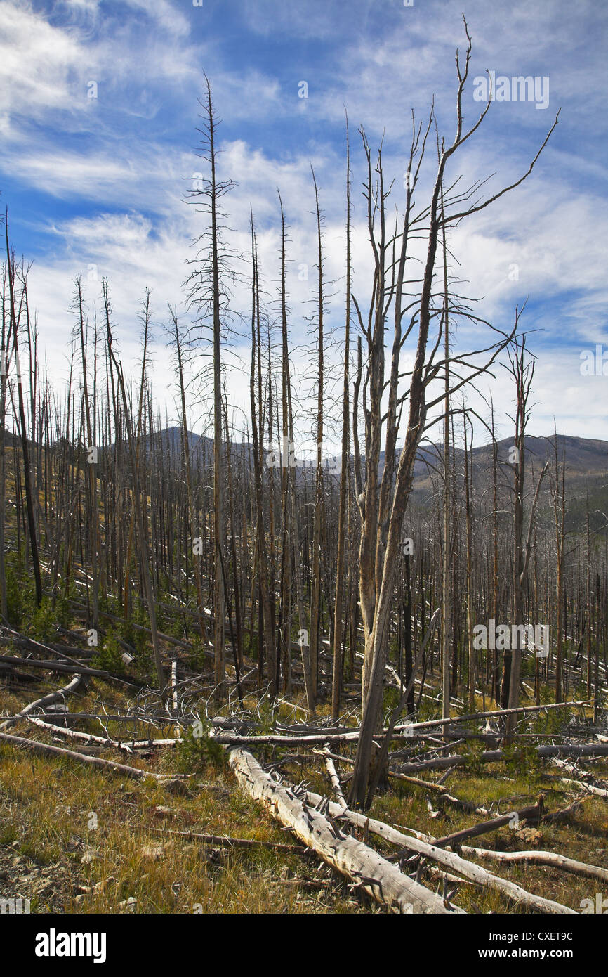 The rests of the lost wood Stock Photo - Alamy