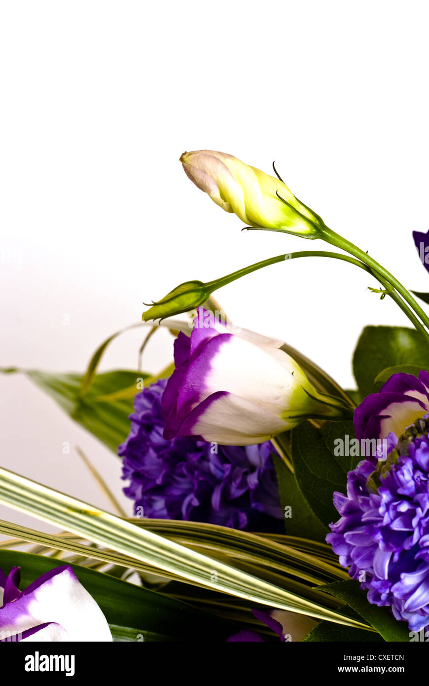 bud of flower Stock Photo - Alamy
