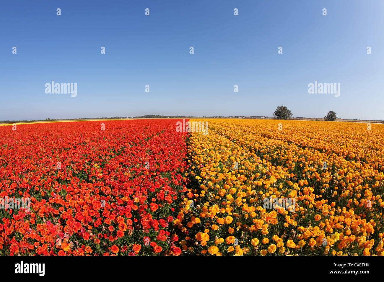 Buttercup yellow and pure white hi-res stock photography and images - Alamy
