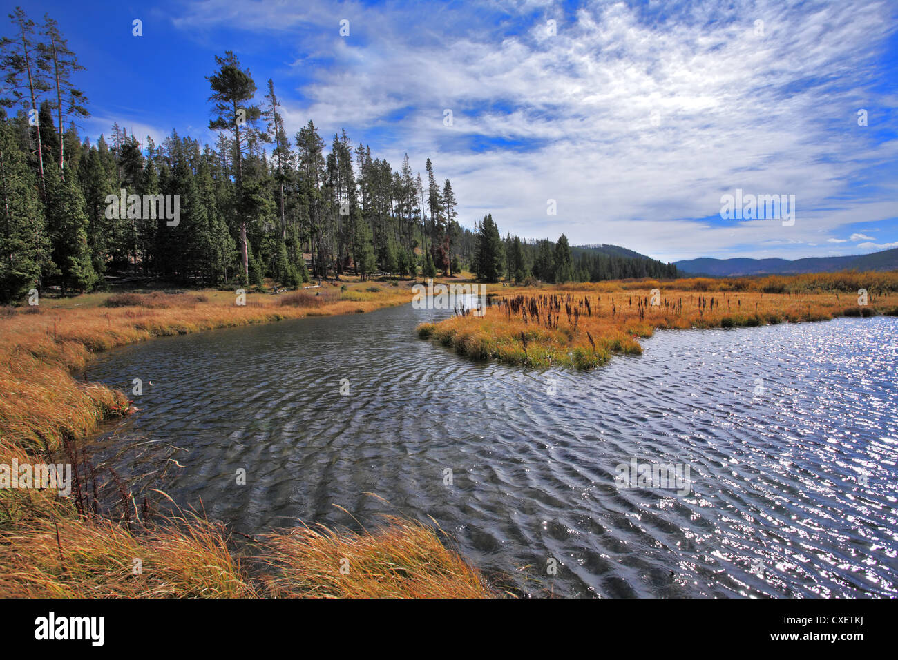 The stream and grass in Yellowstone in the USA Stock Photo - Alamy