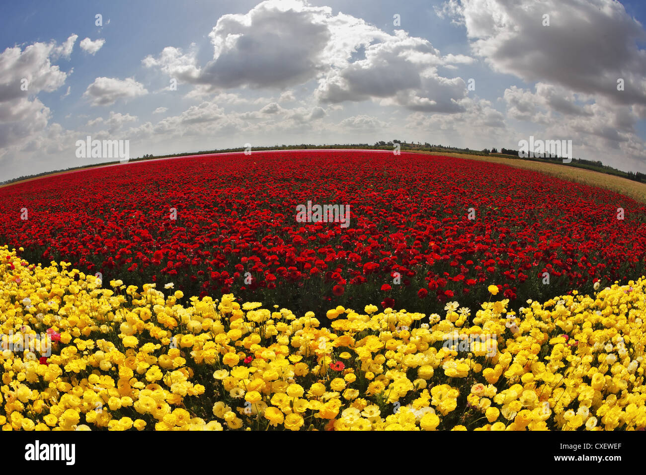 Magnificent day hi-res stock photography and images - Alamy