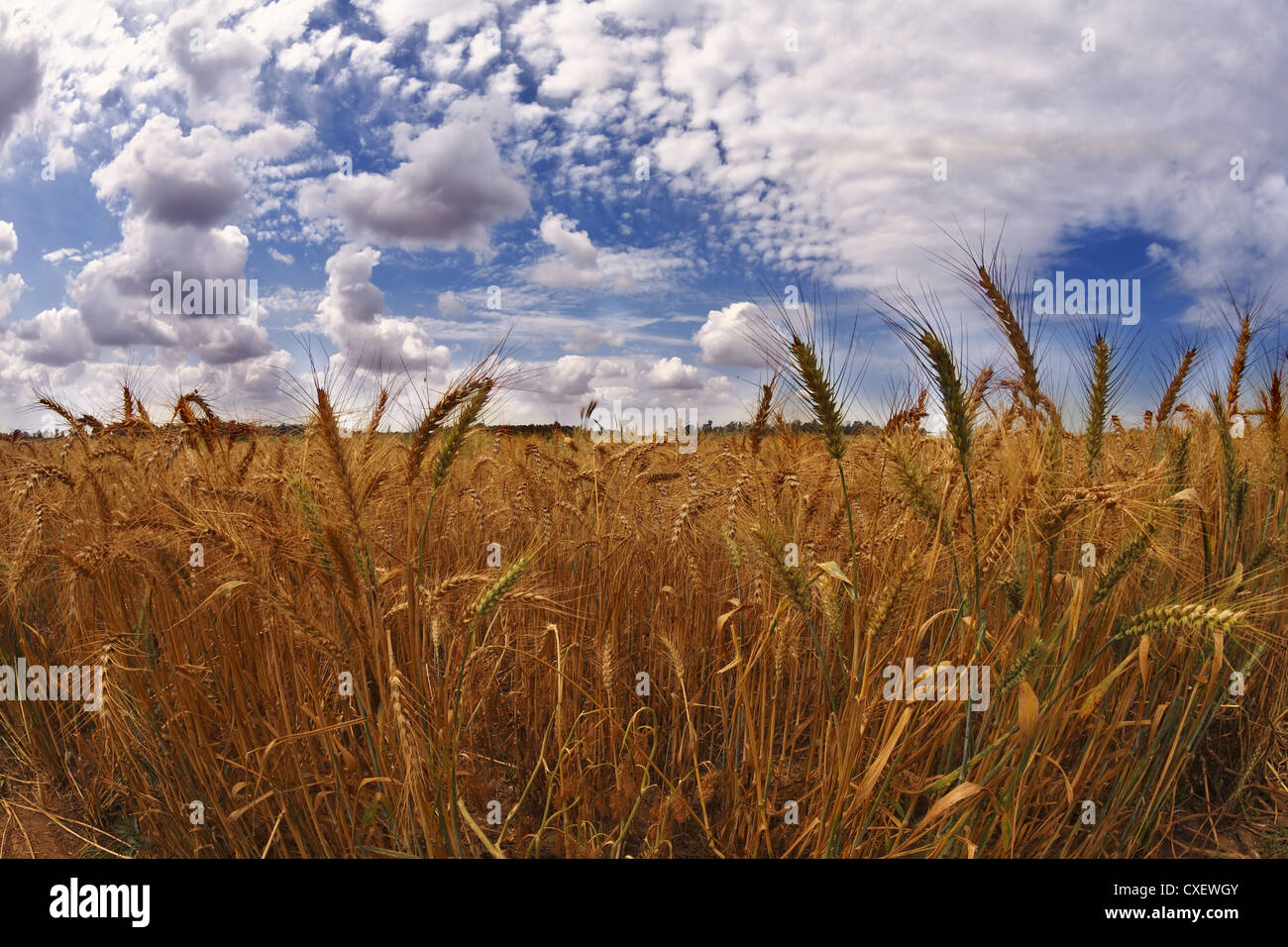 Field of ripe wheat Stock Photo - Alamy