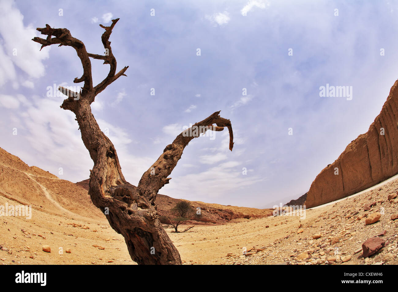 Dry tree in desert Stock Photo - Alamy