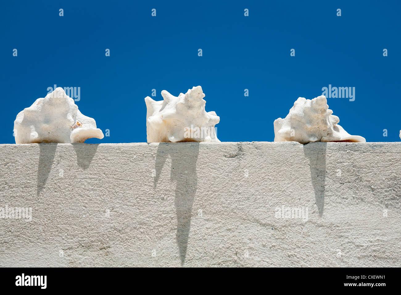 White conch shells hi-res stock photography and images - Alamy