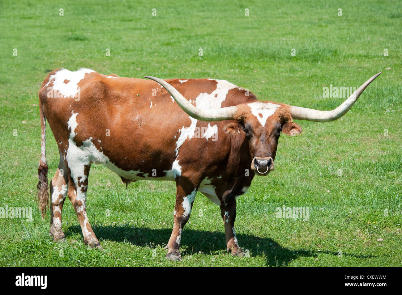 Texas longhorn hi-res stock photography and images - Alamy
