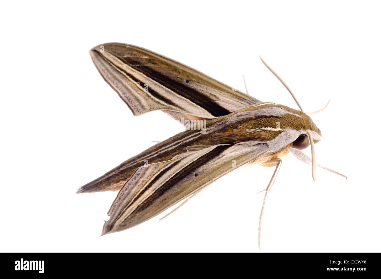 Moth insect detail Cut Out Stock Images & Pictures - Alamy