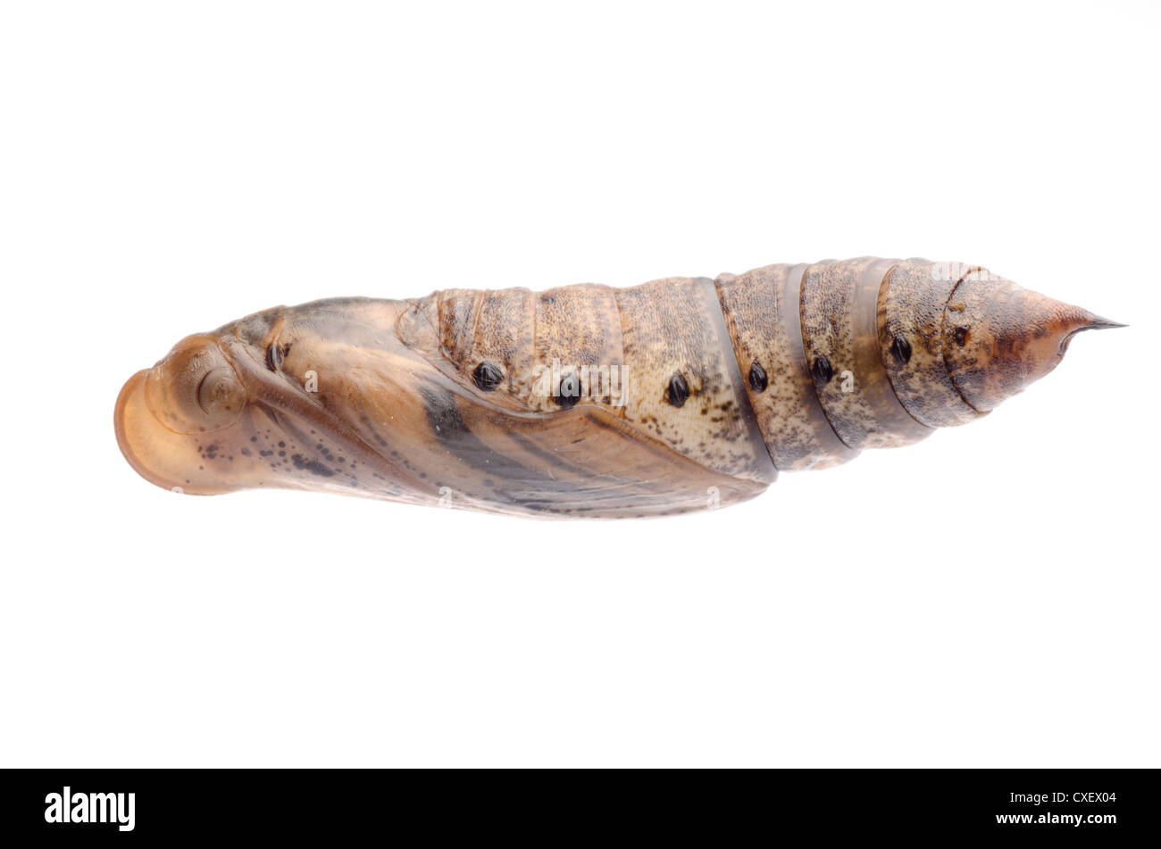 Moth cocoon hi-res stock photography and images - Alamy