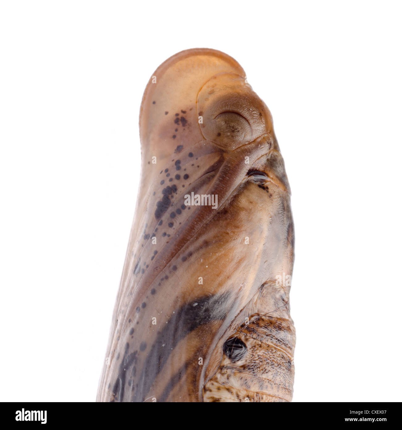 Cocoon moth hi-res stock photography and images - Alamy