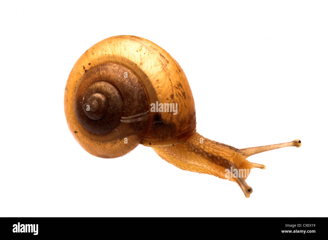 garden snail isolated on white Stock Photo - Alamy