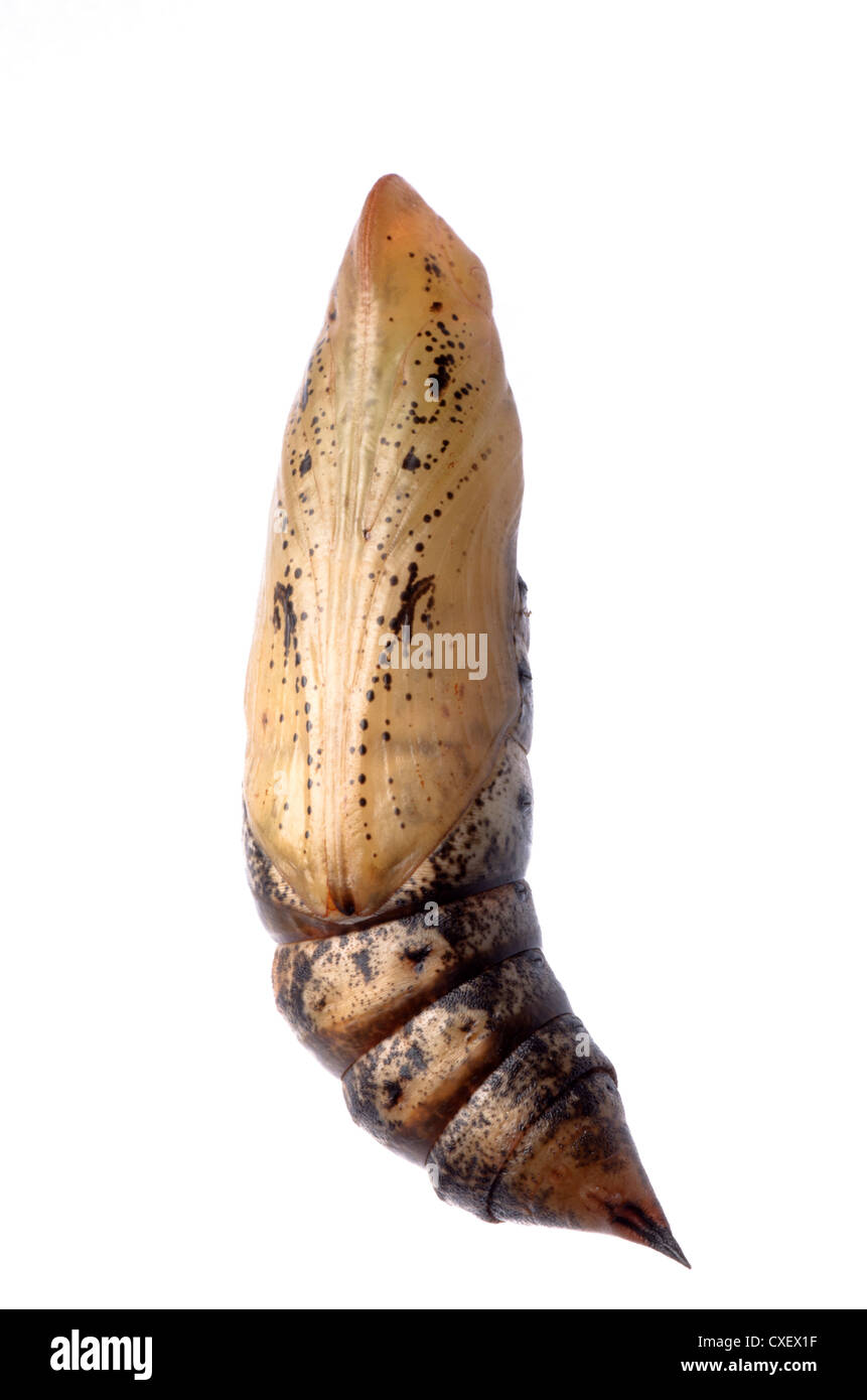 cocoon isolated on white Stock Photo - Alamy