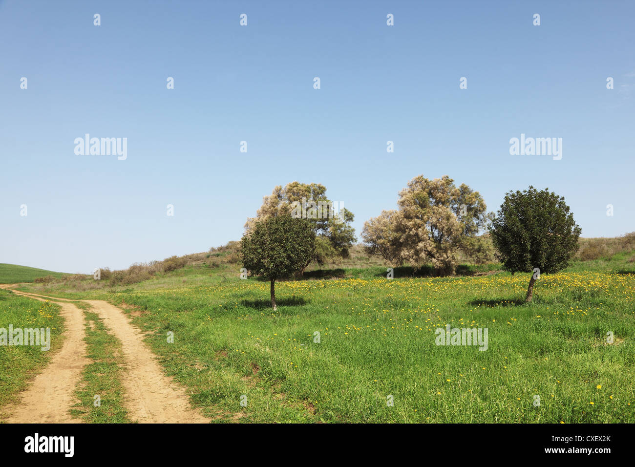 Rural dirt road and olive trees Stock Photo - Alamy