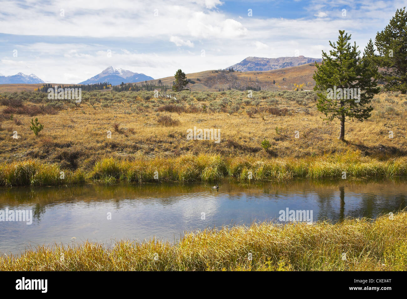 Stream on marshy plain Stock Photo - Alamy