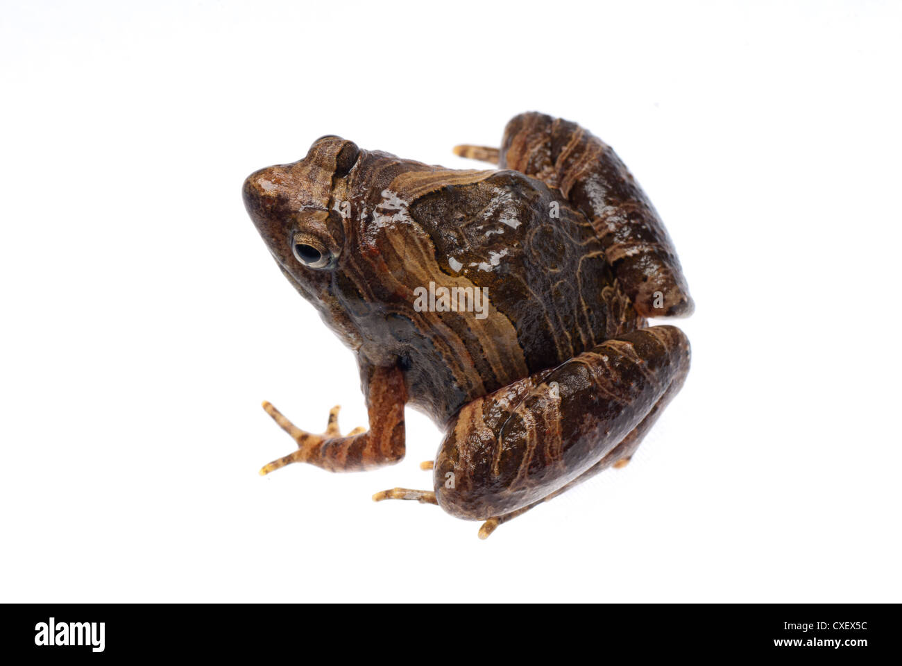 Chinese tree frog hi-res stock photography and images - Alamy