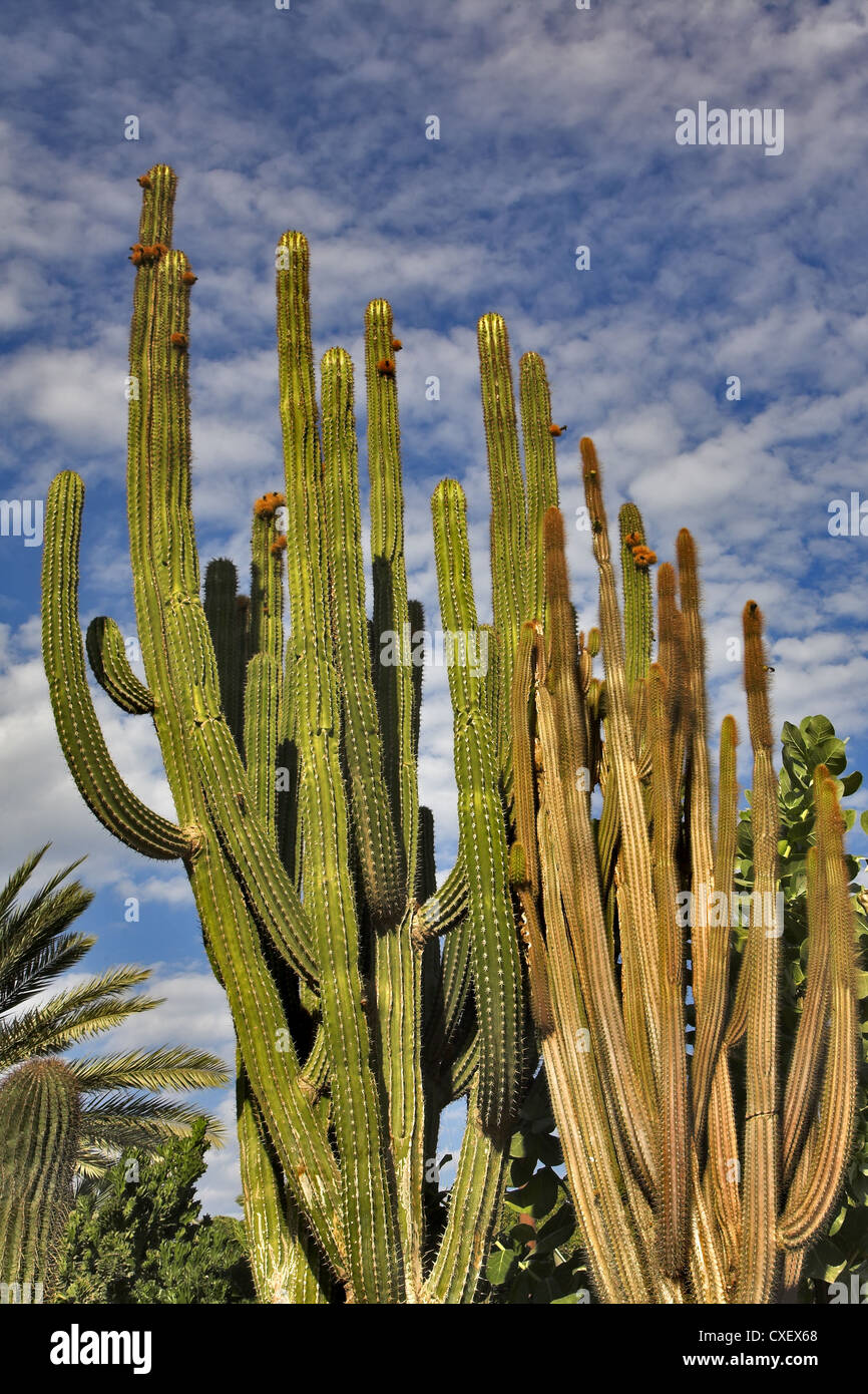 Tall majestic desert tree hi-res stock photography and images - Alamy