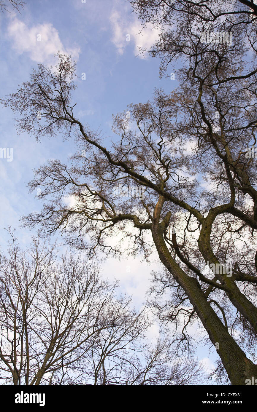 Blossoming tree hi-res stock photography and images - Alamy