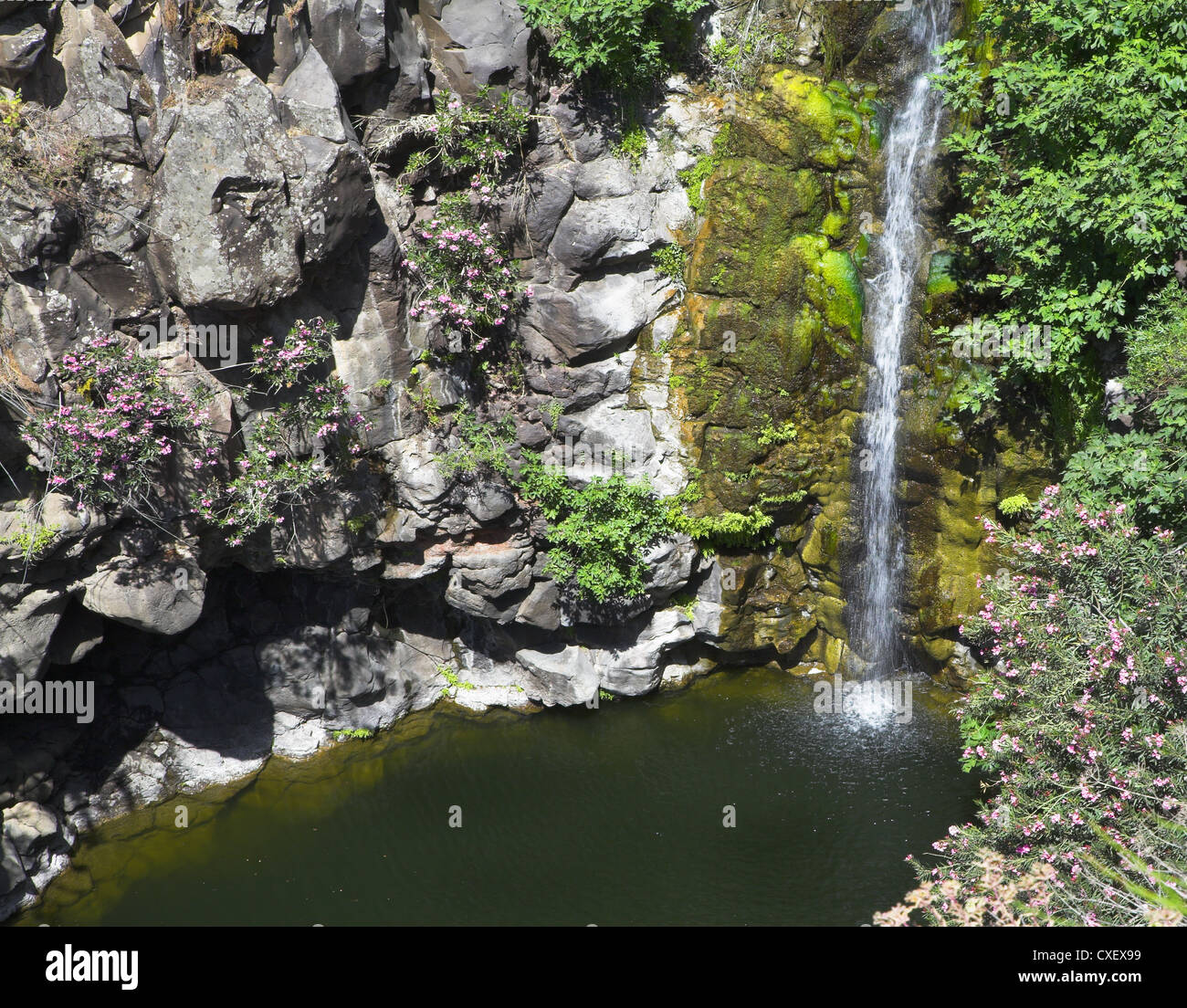 Lichen falls hi-res stock photography and images - Alamy
