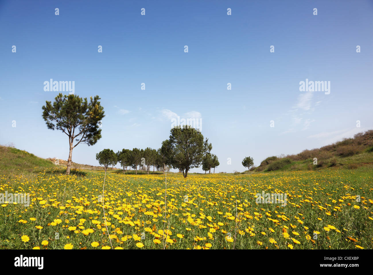 Hills scenic trees hi-res stock photography and images - Alamy