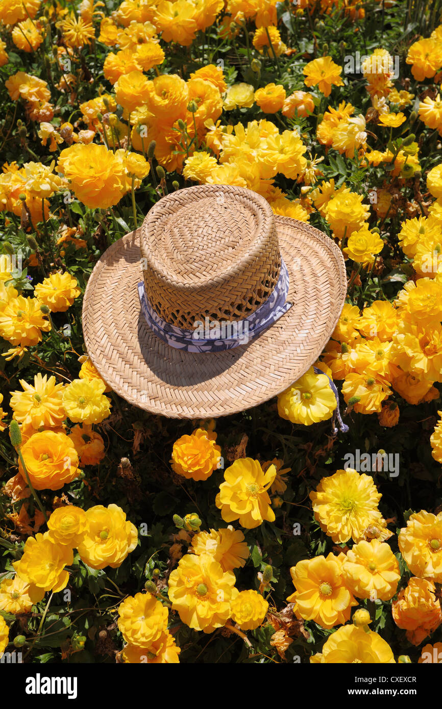 The elegant straw hat in the field Stock Photo - Alamy