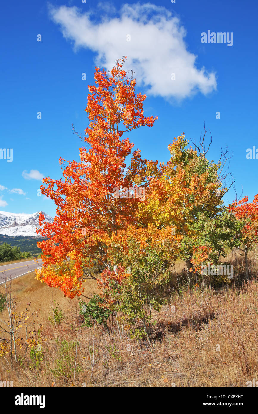 Mellow autumn. Picturesque autumn trees Stock Photo - Alamy