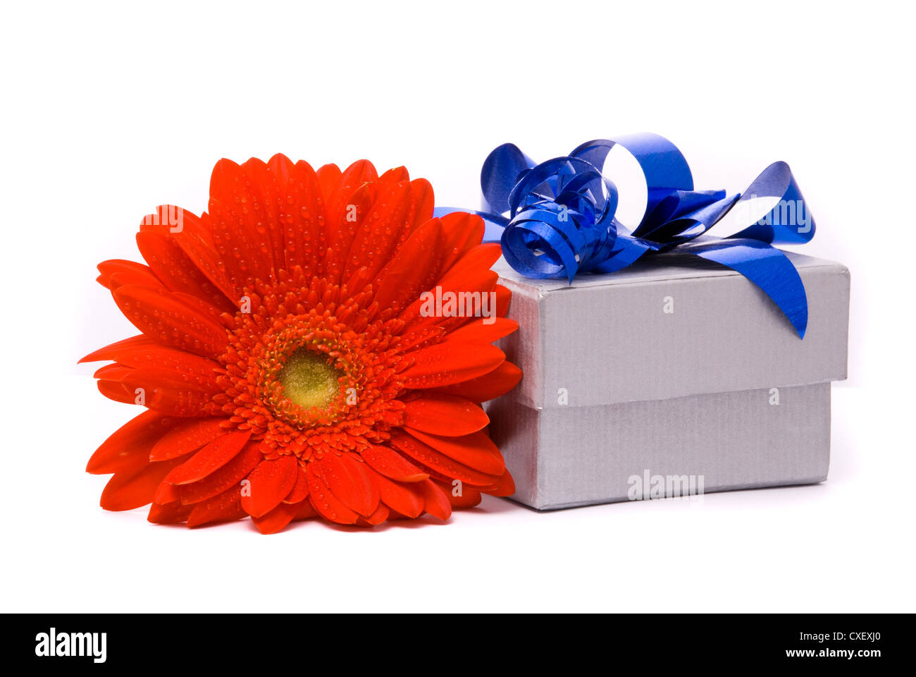 Red gerber flower and gift box on white background Stock Photo - Alamy