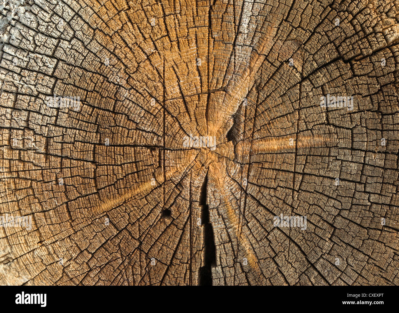 Cut down tree trunk texture close up Stock Photo - Alamy