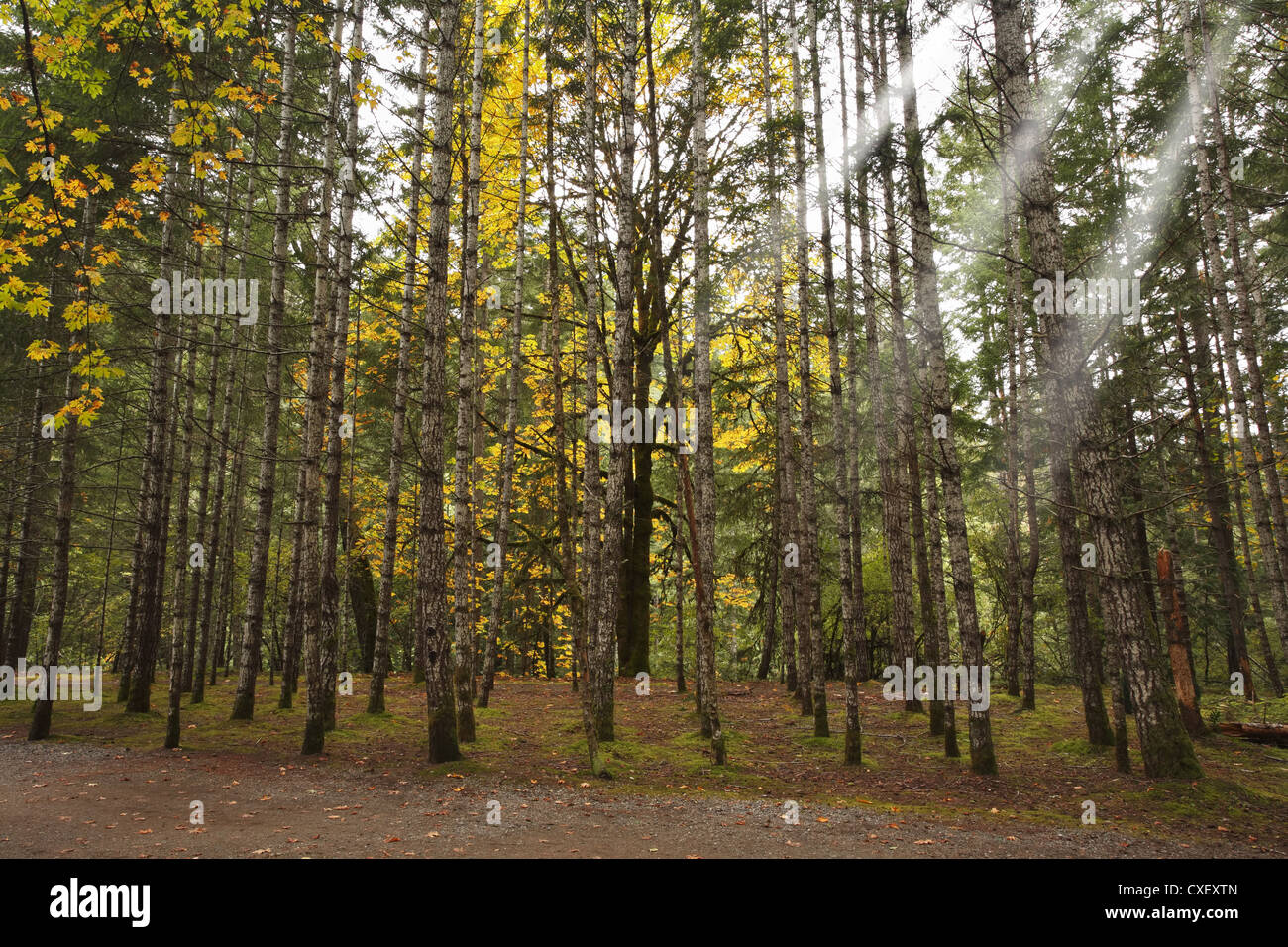 The first beams of the sun Stock Photo - Alamy