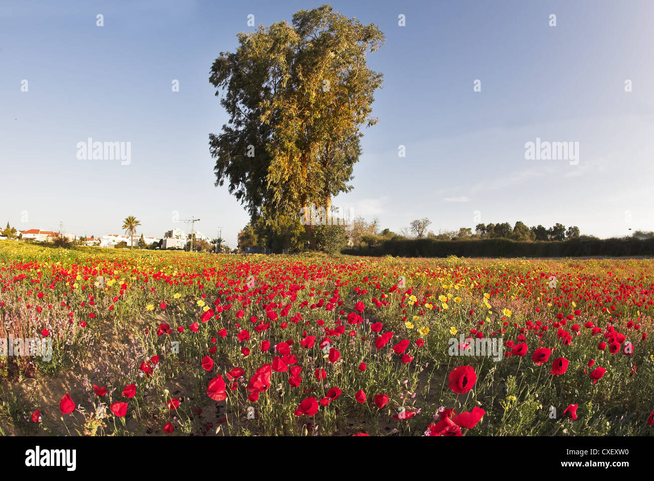 Spring in desert hi-res stock photography and images - Alamy