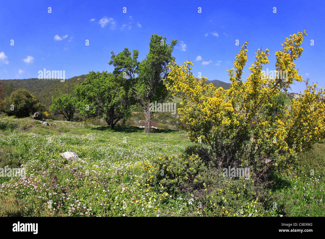 The clear spring day Stock Photo - Alamy