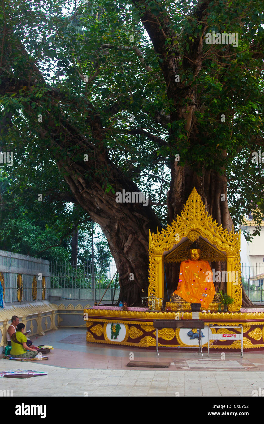 BUDDHA STATUE under a BODHI TREE at the SHWEDAGON PAYA or PAGODA which ...
