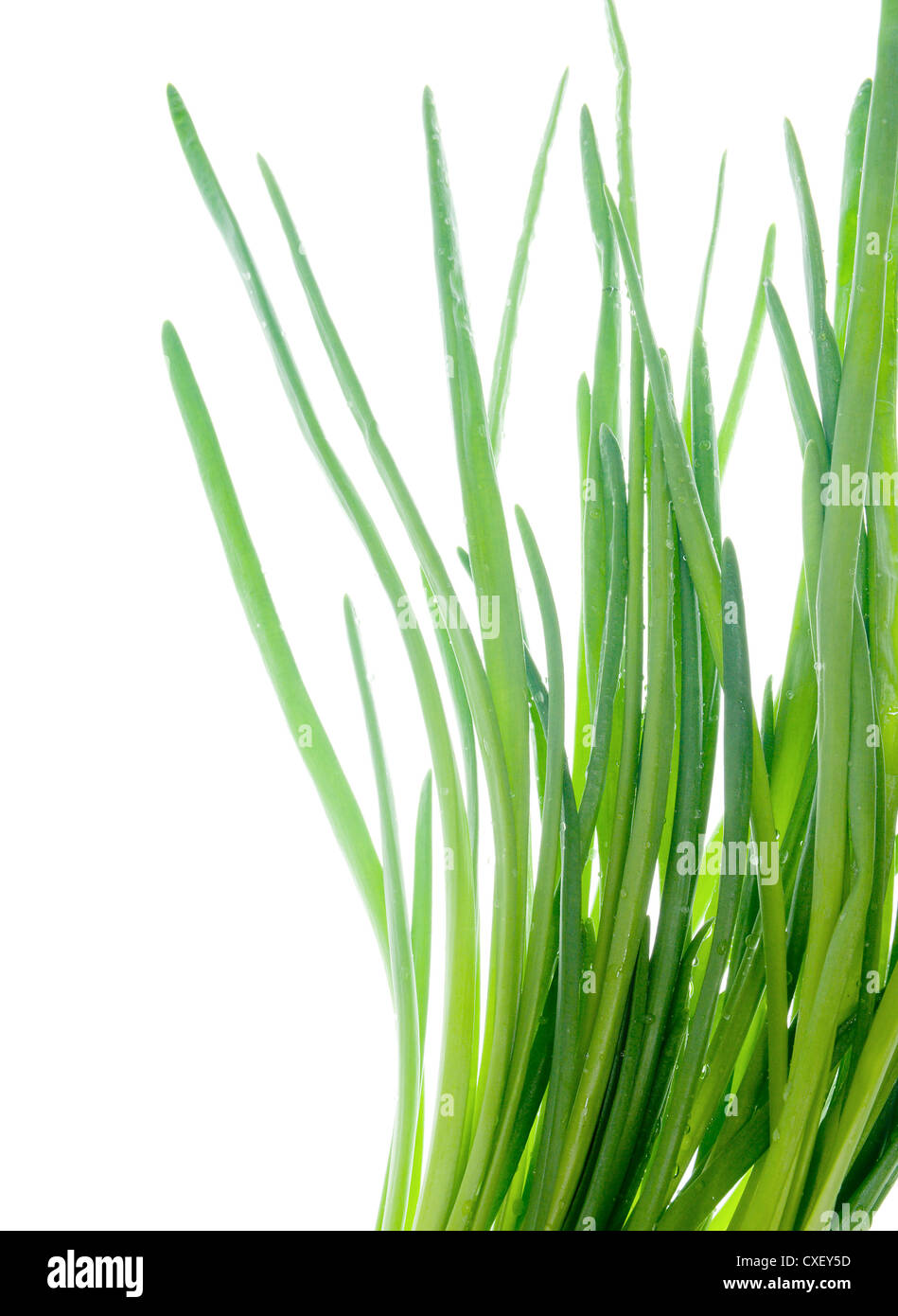 Spring onion isolated hi-res stock photography and images - Alamy