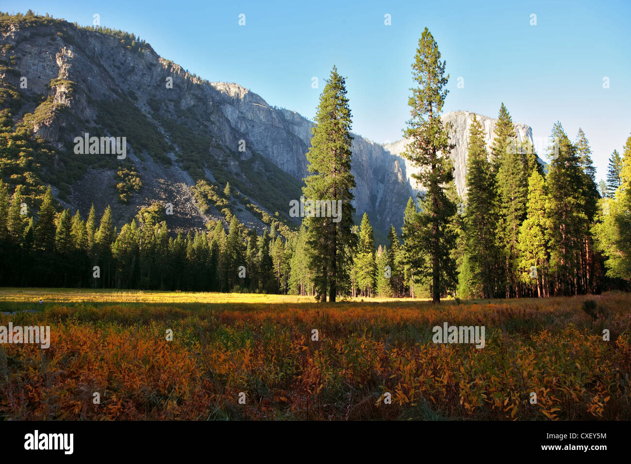 Beautiful glade hi-res stock photography and images - Alamy