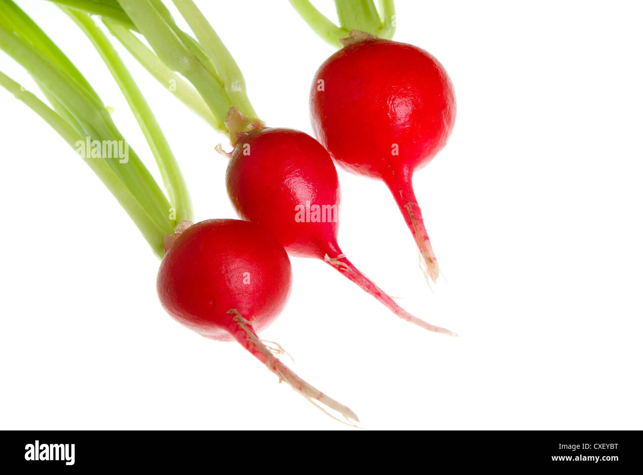 red radish isolated Stock Photo - Alamy