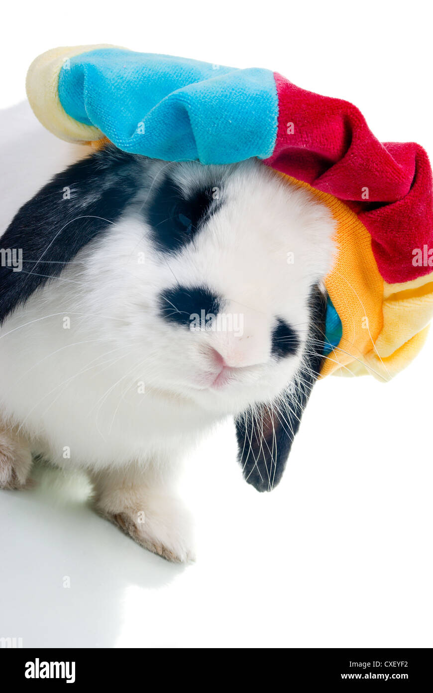 Rabbit in hat hi-res stock photography and images - Alamy