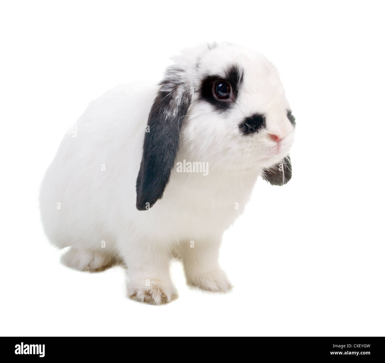 Rabbit in front of a white Stock Photo - Alamy