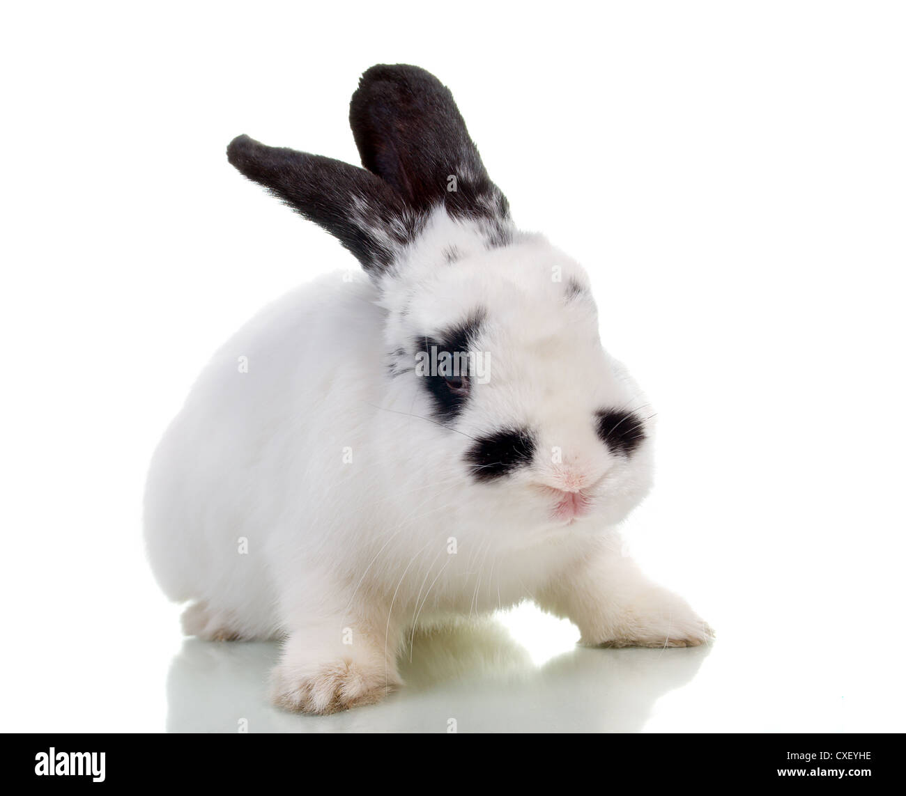 Ear rabbit hi-res stock photography and images - Alamy
