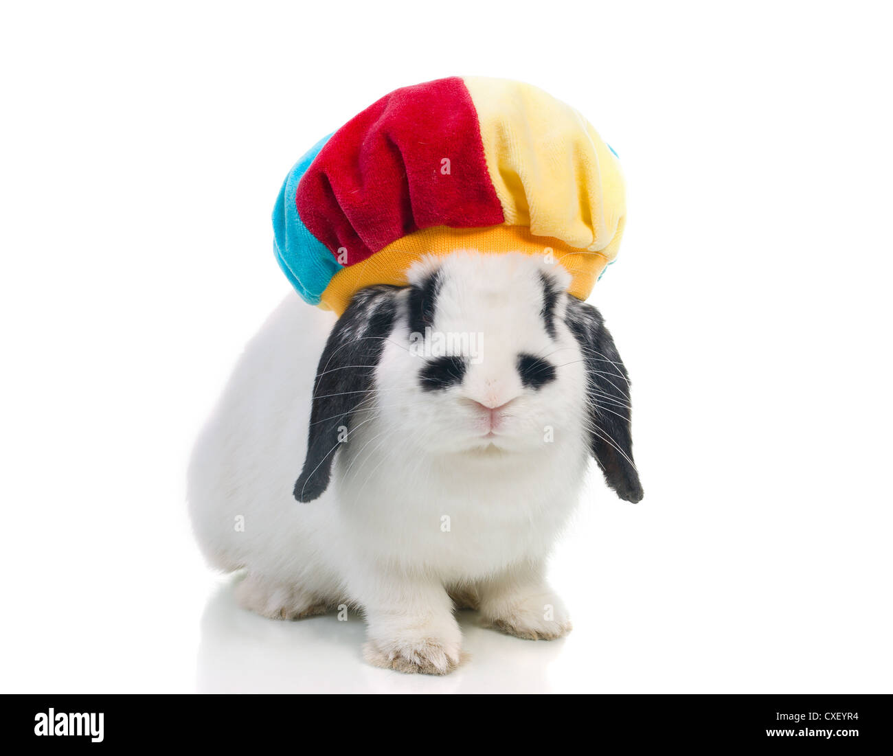 merry peaster rabbit Stock Photo - Alamy