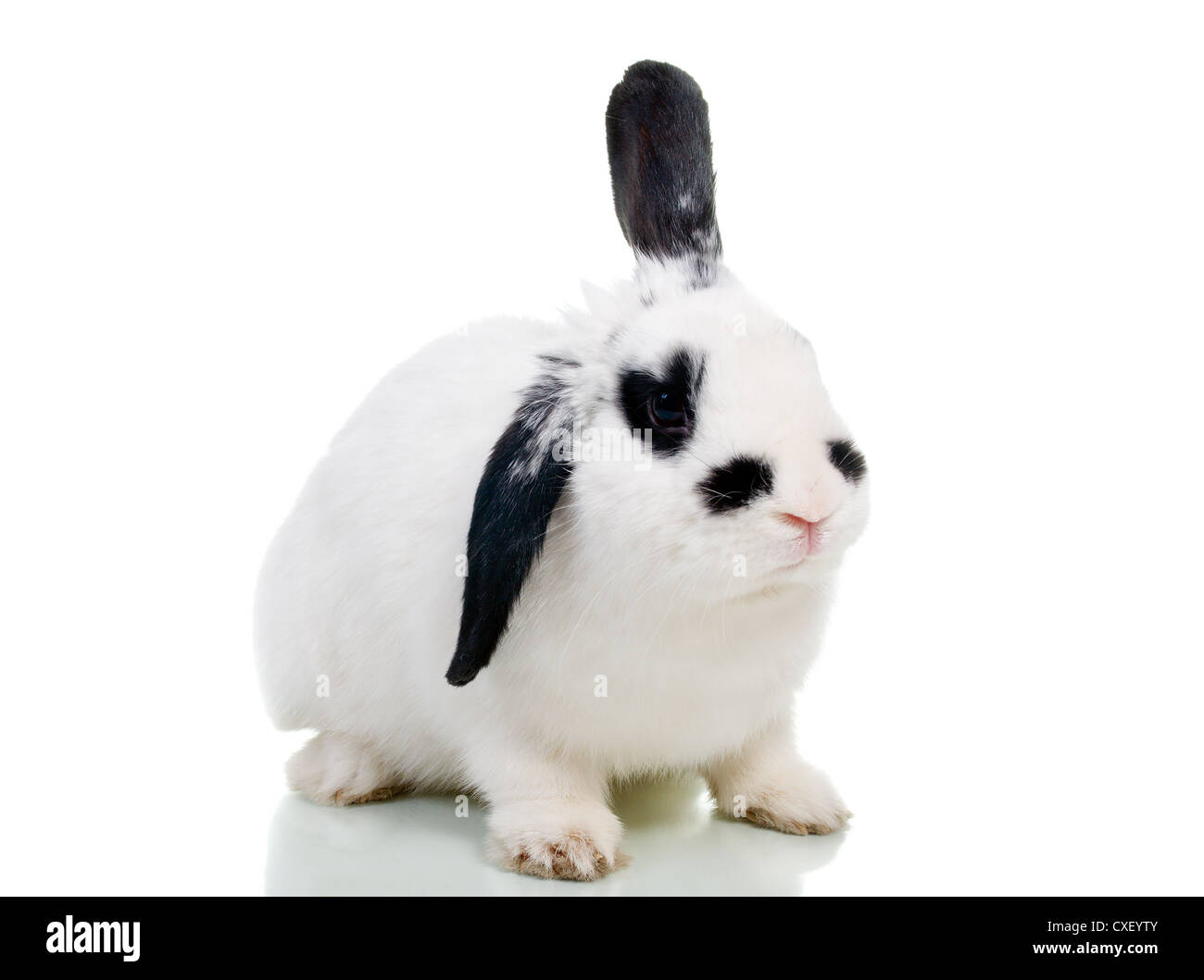 Rabbit front hi-res stock photography and images - Alamy