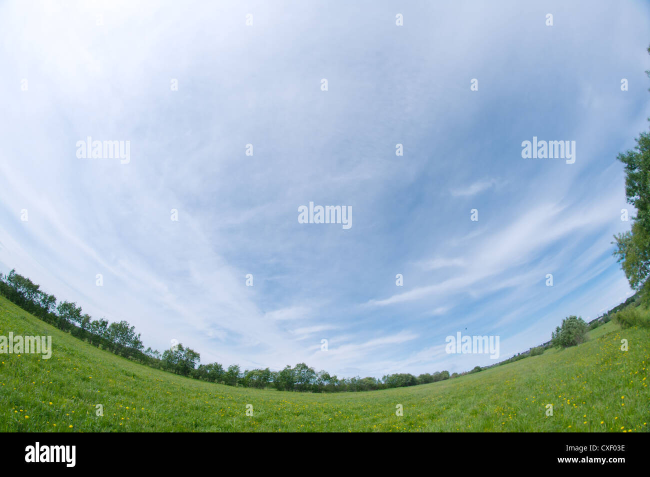 Scenic picture of a meadow Stock Photo - Alamy