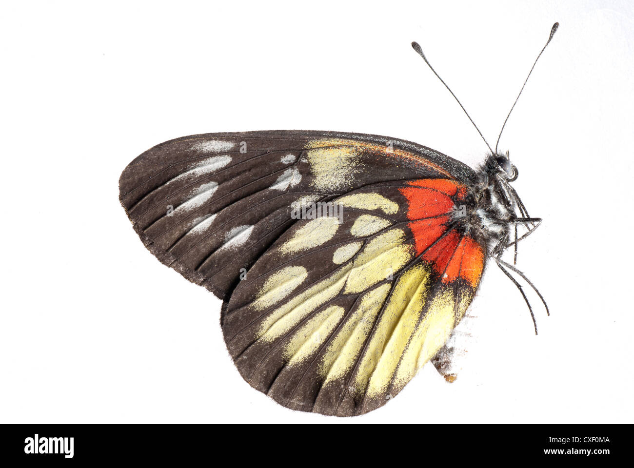 butterfly side view Stock Photo - Alamy