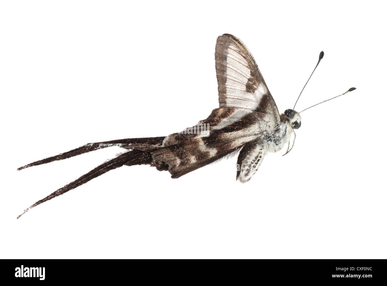 butterfly side view Stock Photo - Alamy