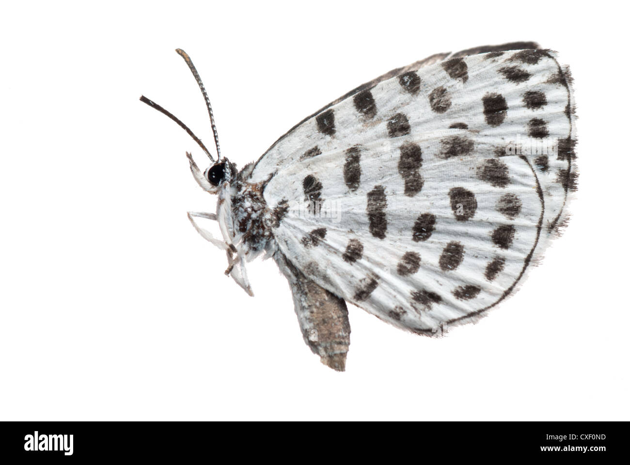 butterfly side view Stock Photo - Alamy