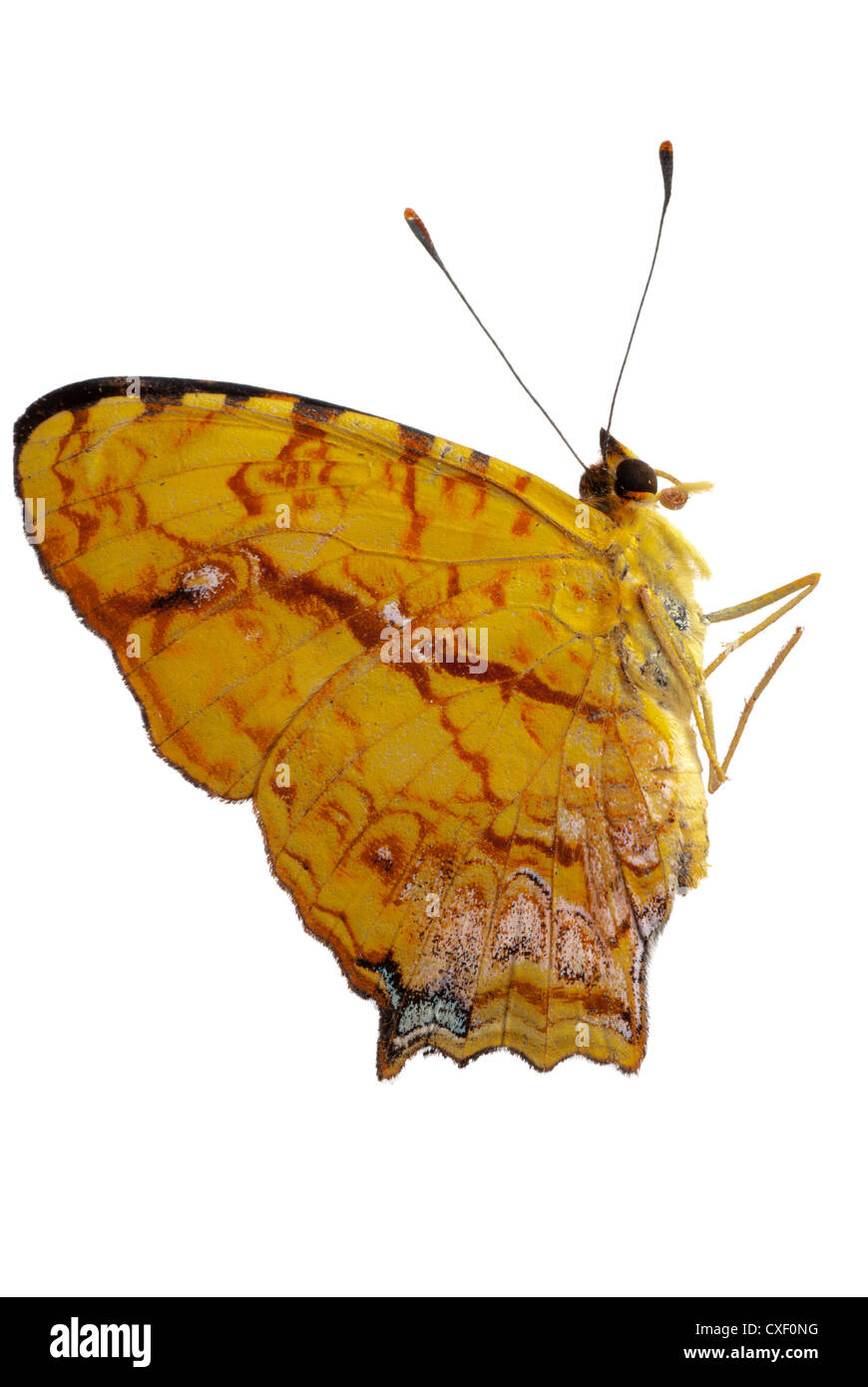 butterfly side view Stock Photo - Alamy