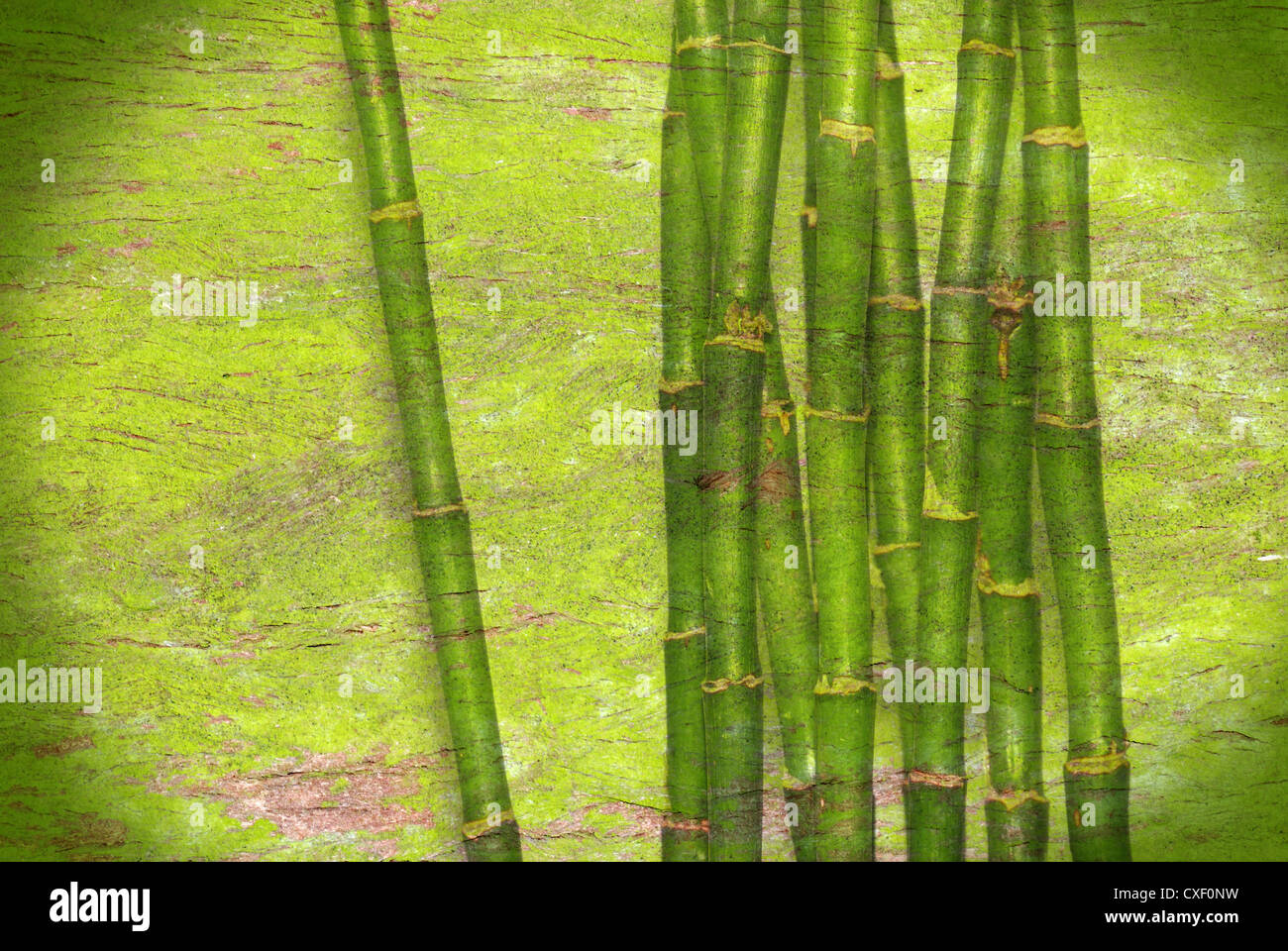 bamboo green background Stock Photo - Alamy