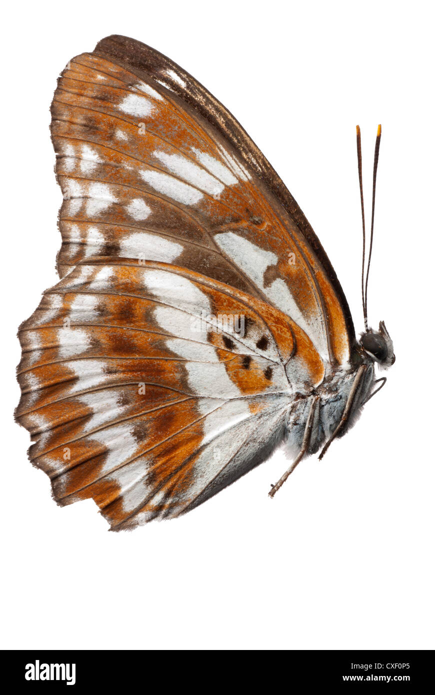 butterfly side view Stock Photo - Alamy