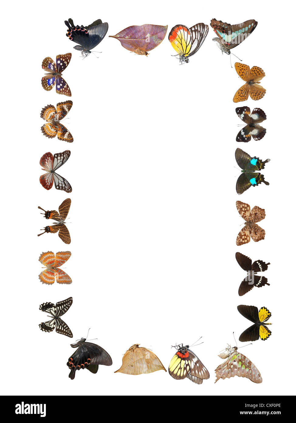 Butterfly frame background Stock Photo - Alamy