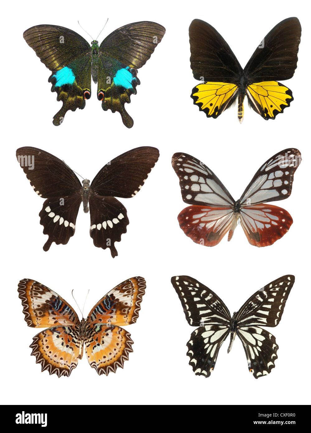 Butterfly collection hi-res stock photography and images - Alamy
