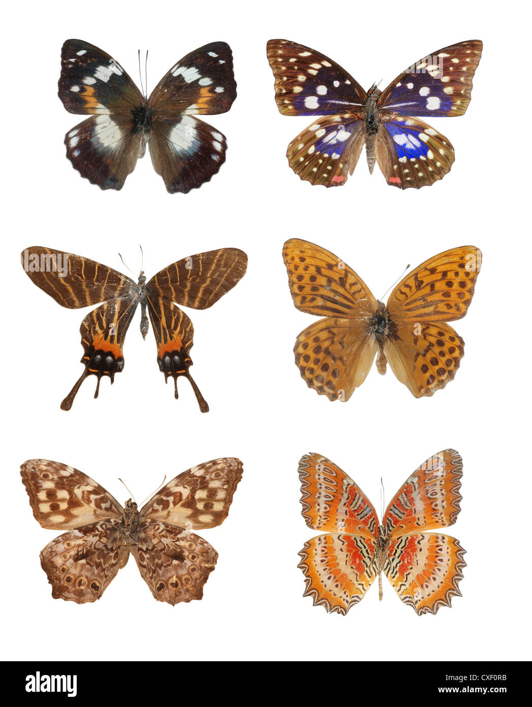 Butterfly collection hi-res stock photography and images - Alamy