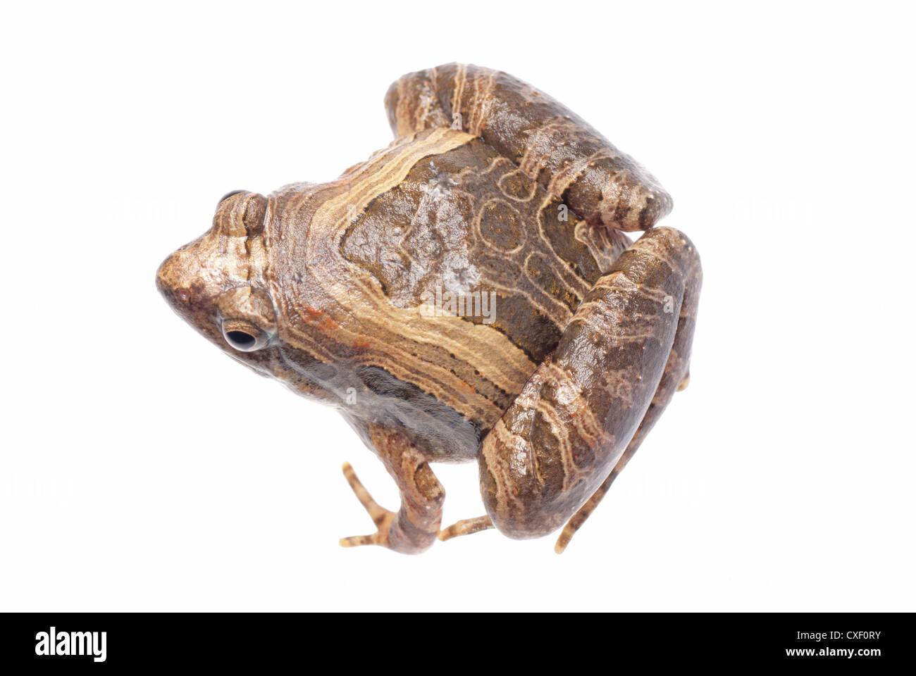 animal frog Microhyla pulchra isolated Stock Photo - Alamy