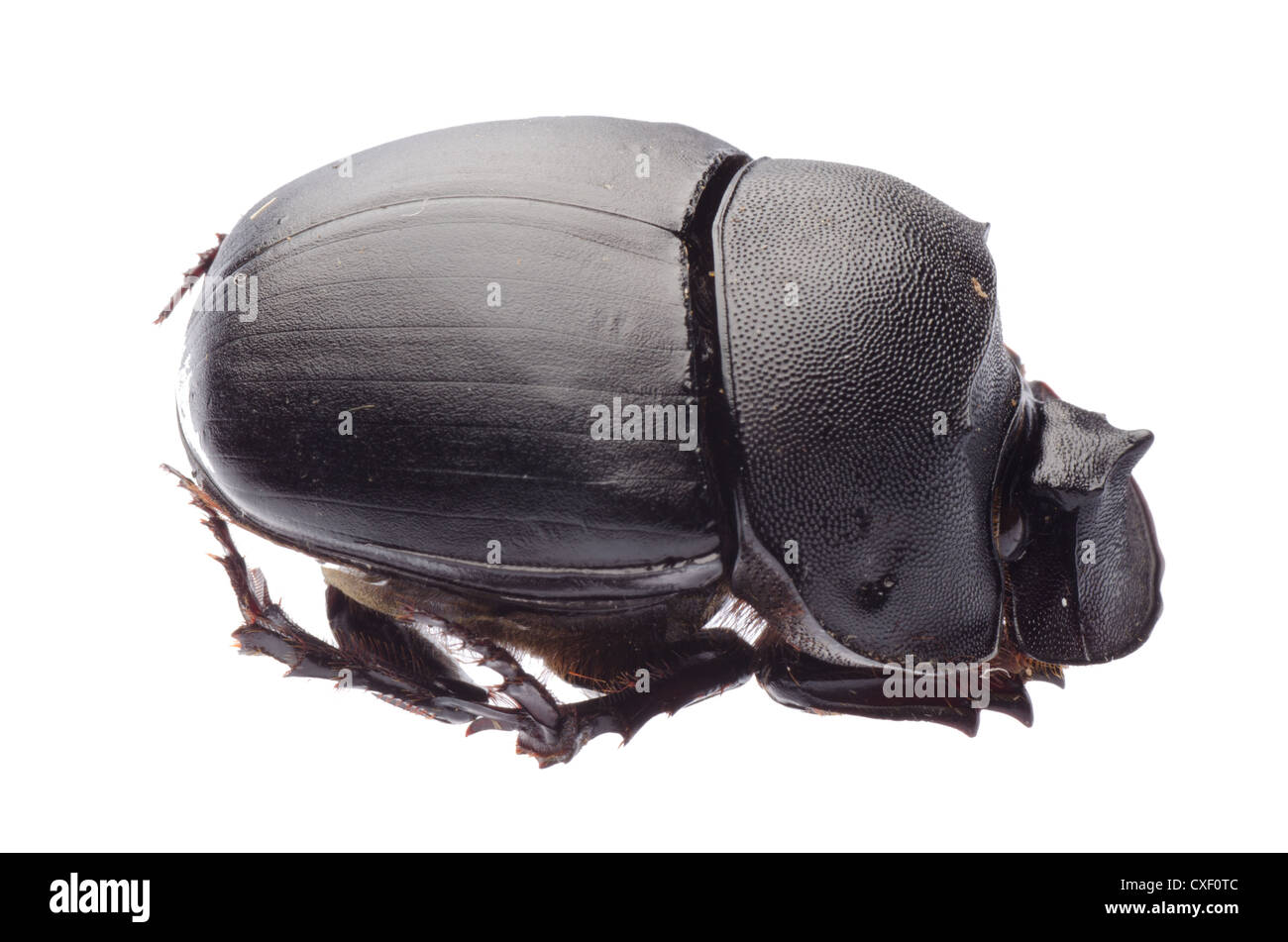 Taurus scarab beetle hi-res stock photography and images - Alamy