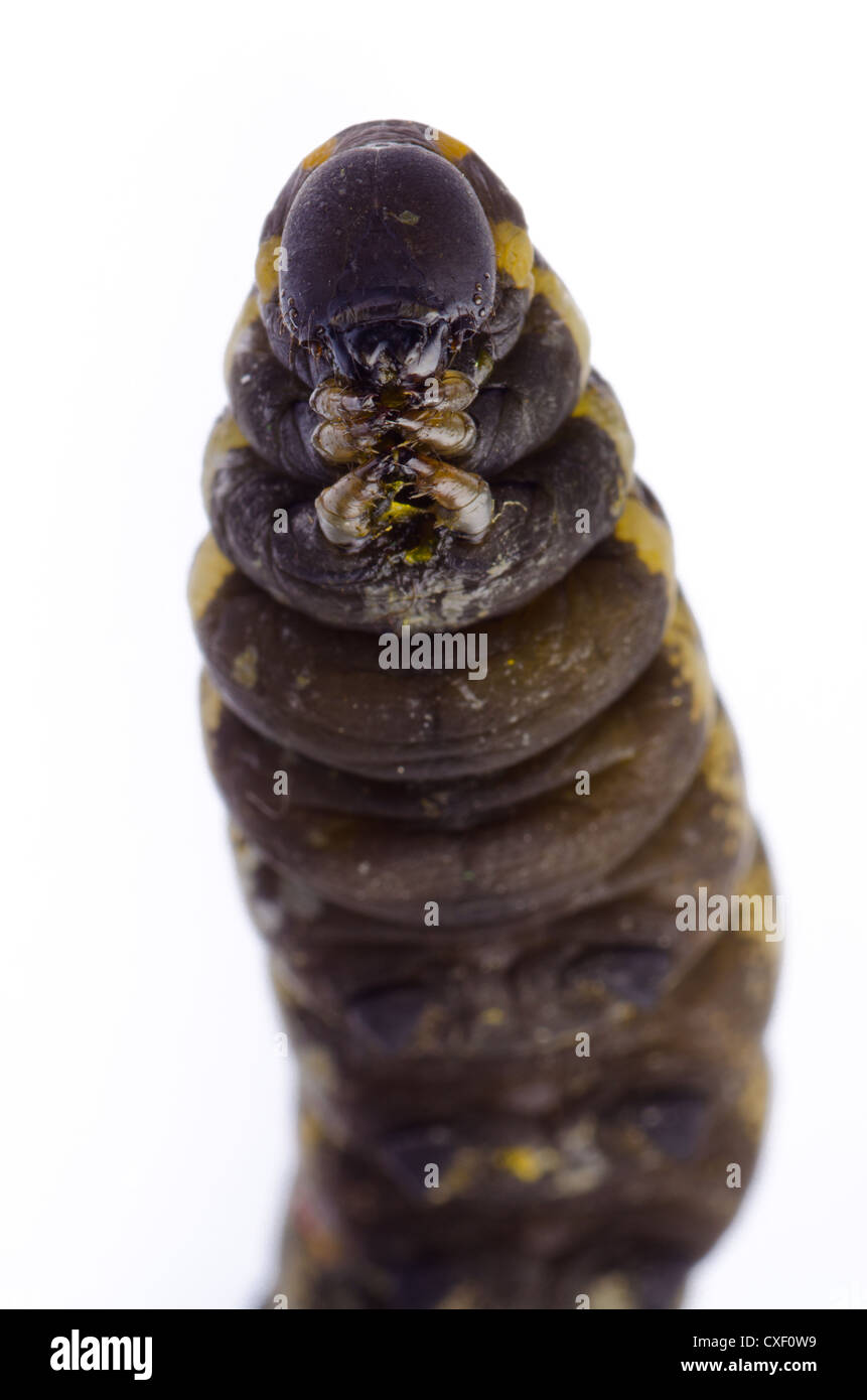 Caterpillar cocoon hi-res stock photography and images - Alamy